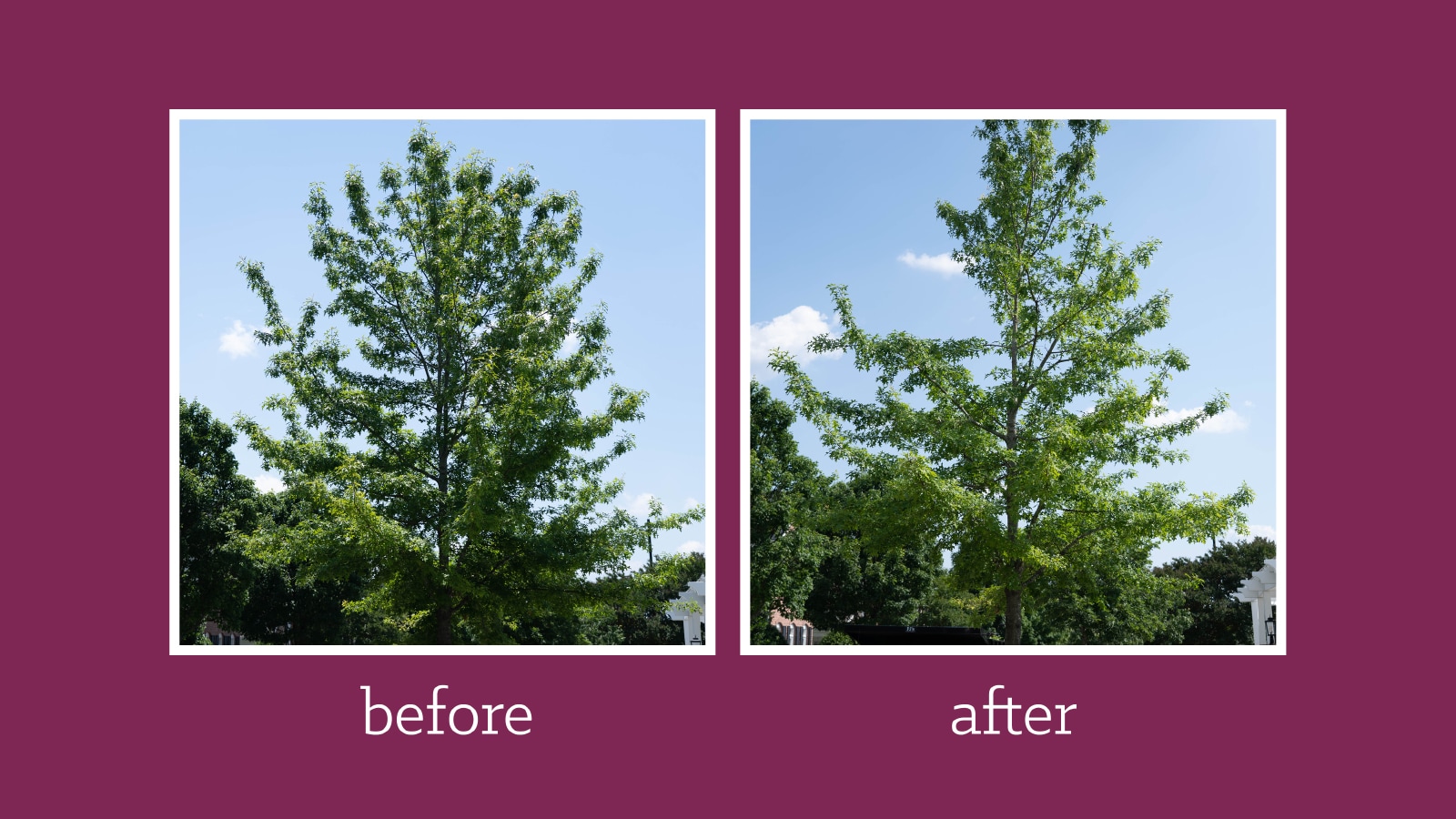 Tree Shaping